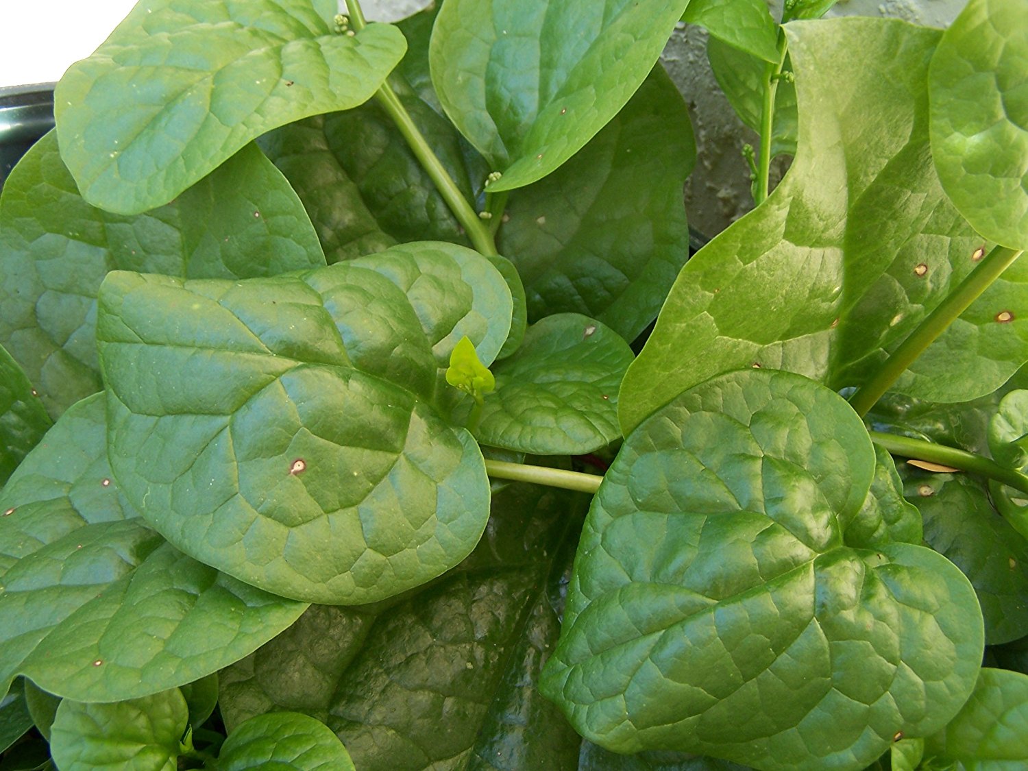 How to Grow Spinach in Your Vegetable Garden | The Garden and Patio ...