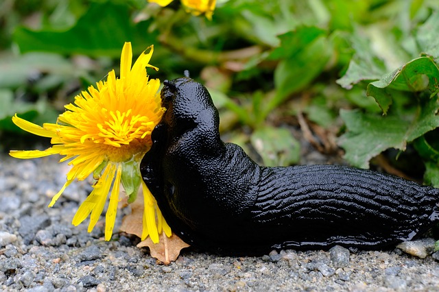 Copper Tape Slugs | The Garden and Patio Home Guide
