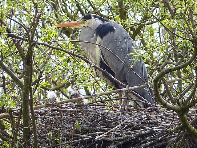 Where Do Great Blue Herons Nest | The Garden and Patio Home Guide