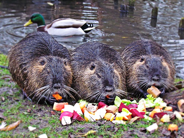 Nutria Pictures | The Garden and Patio Home Guide