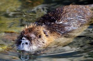 Nutria Pictures | The Garden and Patio Home Guide