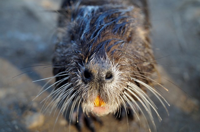 Nutria Pictures | The Garden and Patio Home Guide