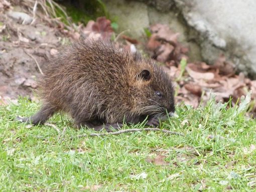Nutria Pictures | The Garden and Patio Home Guide