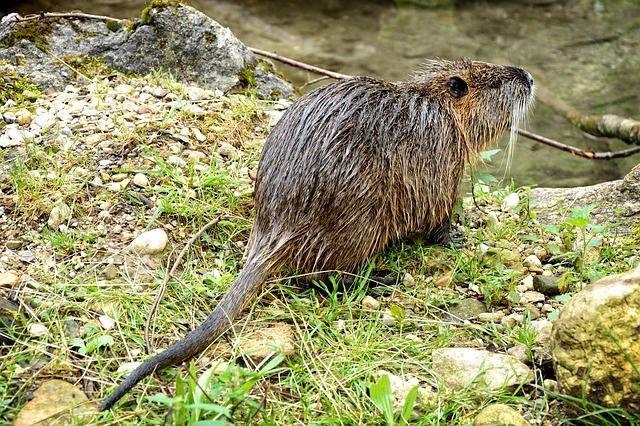 Nutria Pictures | The Garden and Patio Home Guide