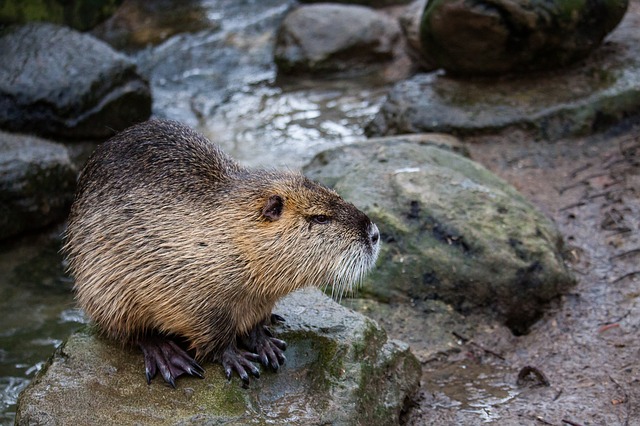 Nutria Pictures | The Garden and Patio Home Guide
