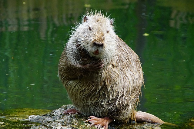 Nutria Pictures | The Garden and Patio Home Guide