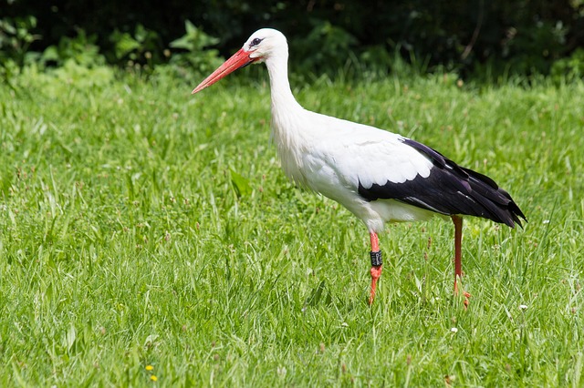 What Does A Stork Bird Look Like
