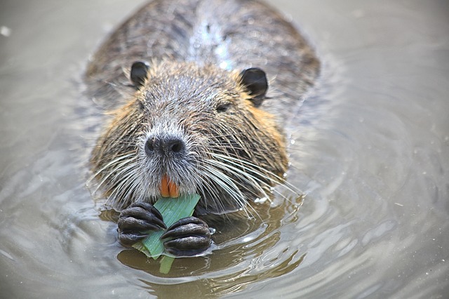 Nutria Pictures | The Garden and Patio Home Guide