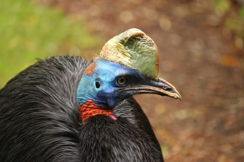 Cassowary Facts | The Garden and Patio Home Guide