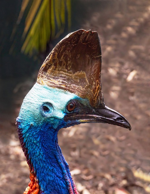 Dinosaur Looking Birds | The Garden and Patio Home Guide