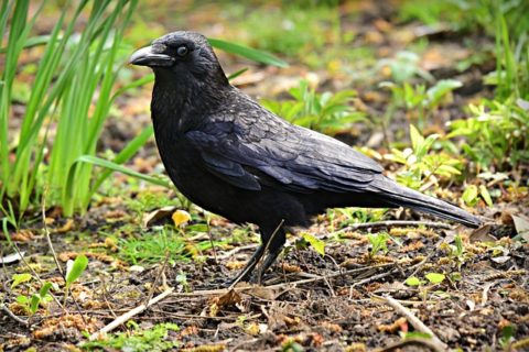 Crow Facts | The Garden and Patio Home Guide