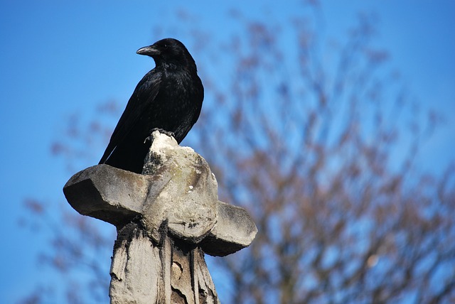 Crow Facts | The Garden and Patio Home Guide