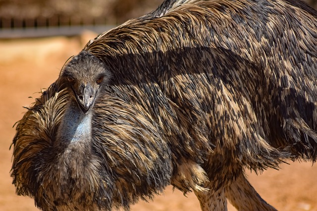 Emu Facts | The Garden and Patio Home Guide