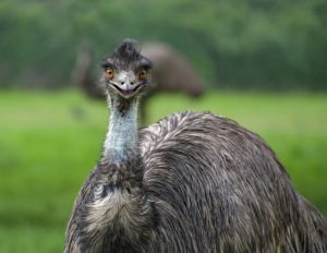 Birds That Look Like Ostriches | The Garden and Patio Home Guide