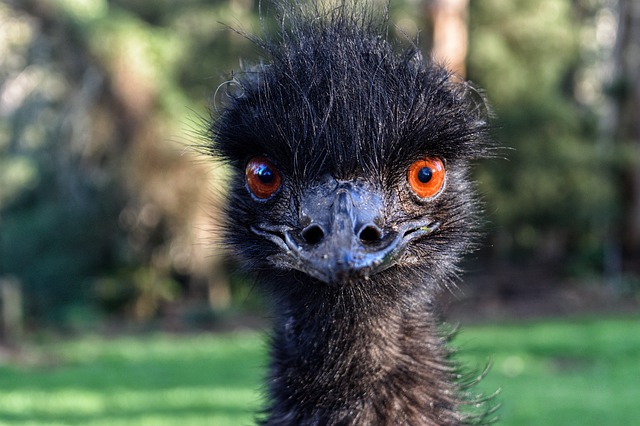 Birds That Look Like Emus | The Garden and Patio Home Guide
