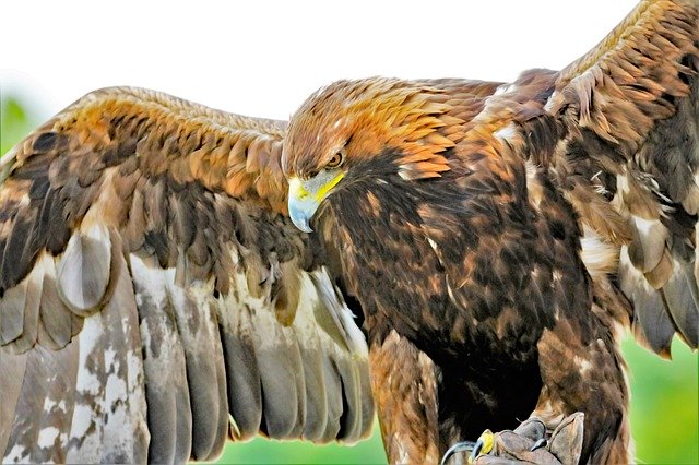 Golden Eagle Facts | The Garden and Patio Home Guide