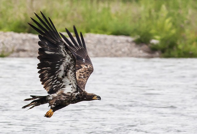 Golden Eagle Facts | The Garden and Patio Home Guide