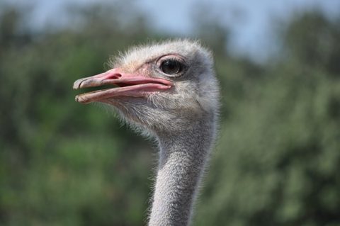 Birds That Look Like Ostriches | The Garden and Patio Home Guide