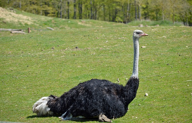 Birds That Look Like Emus | The Garden and Patio Home Guide