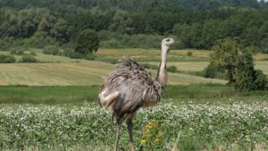 Rhea Facts | The Garden and Patio Home Guide
