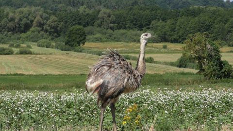 Rhea Facts | The Garden and Patio Home Guide