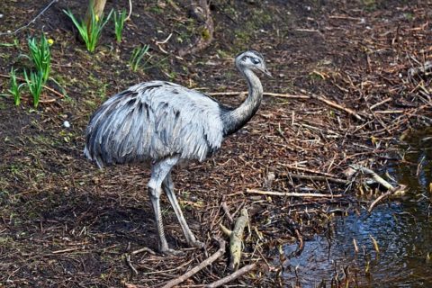 Birds That Look Like Ostriches | The Garden and Patio Home Guide