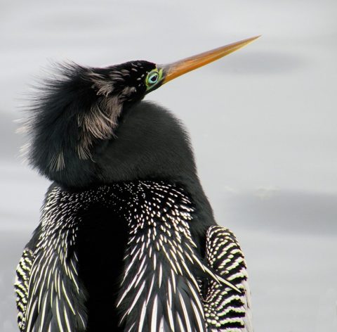 Birds With Long Pointed Beaks | The Garden and Patio Home Guide