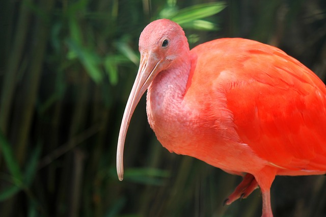 Pink Bird Species | The Garden and Patio Home Guide