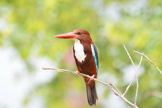 Birds With Long Pointed Beaks | The Garden and Patio Home Guide