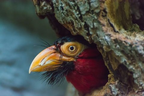 Bearded Birds | The Garden and Patio Home Guide