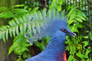 Birds With Hair | The Garden and Patio Home Guide