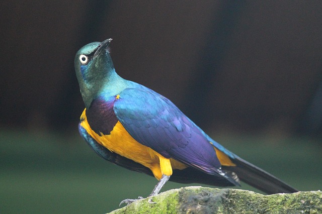 Iridescent Birds | The Garden and Patio Home Guide