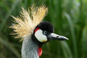 Birds With Hair | The Garden and Patio Home Guide