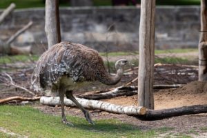 Flightless Birds | The Garden and Patio Home Guide