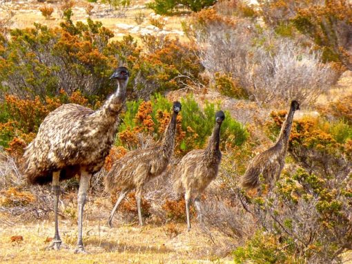 Flightless Australian Birds | The Garden and Patio Home Guide