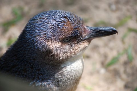 Flightless Australian Birds | The Garden and Patio Home Guide