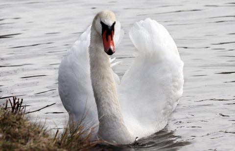 Do Swans Mate For Life? | The Garden and Patio Home Guide