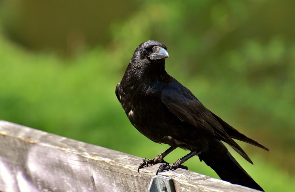 Are There Crows In Australia? | The Garden and Patio Home Guide