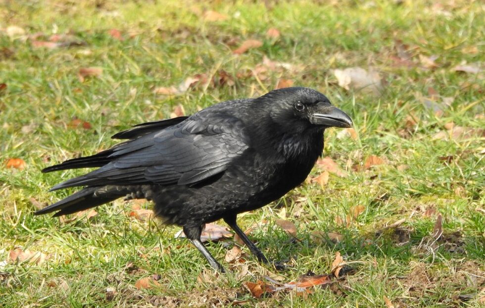 Predators of Crows | The Garden and Patio Home Guide