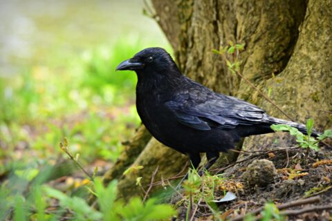 Predators of Crows | The Garden and Patio Home Guide
