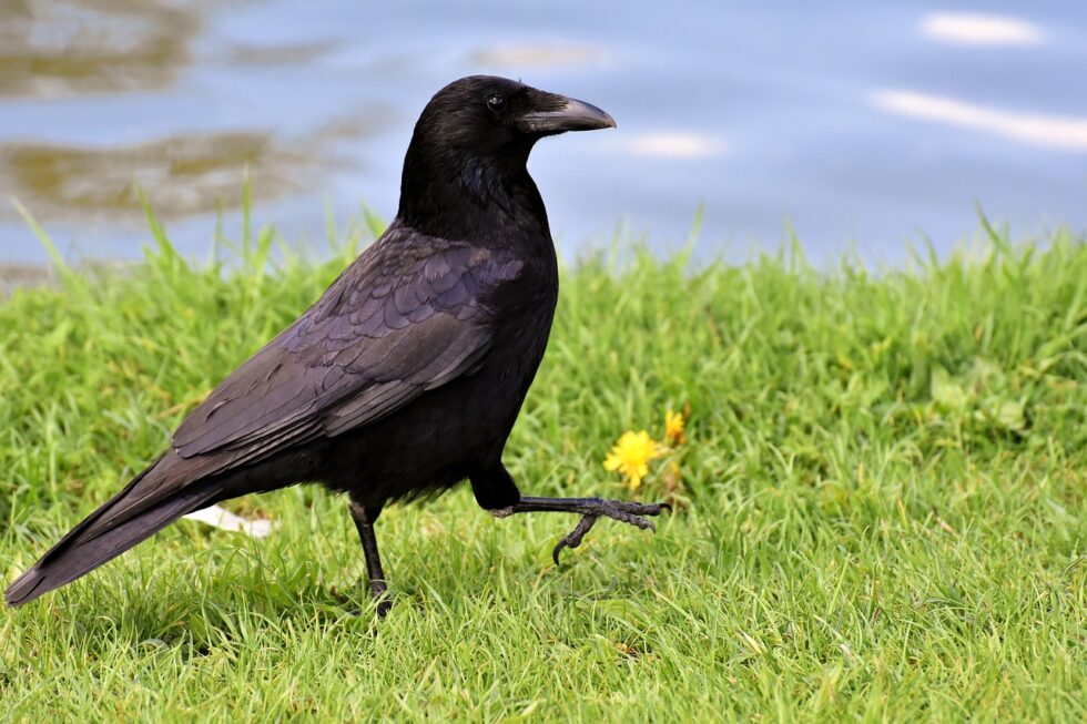 Predators of Crows | The Garden and Patio Home Guide