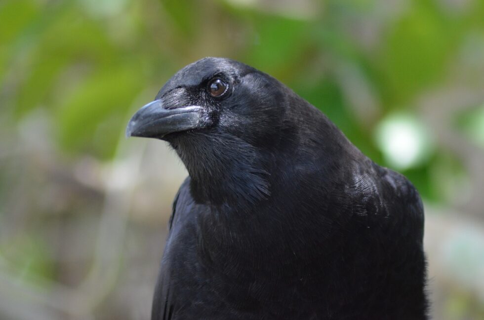 Are There Crows In Australia? | The Garden and Patio Home Guide