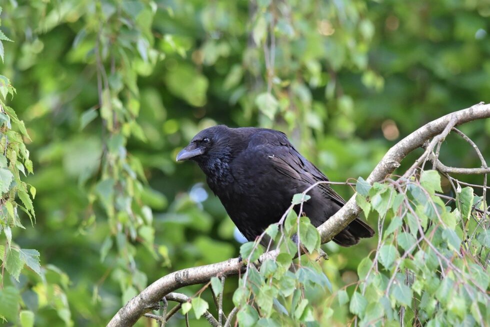 Predators of Crows | The Garden and Patio Home Guide